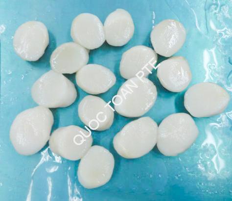 Scallop Meat . - QUOC TOAN SEAFOODS CO.,LTD